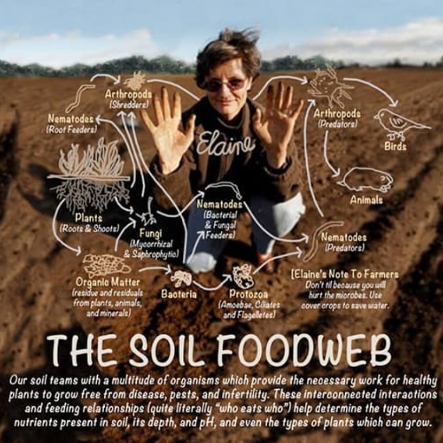 Soil Food Web School: YouTube Channel Growth - Peaceful Media
